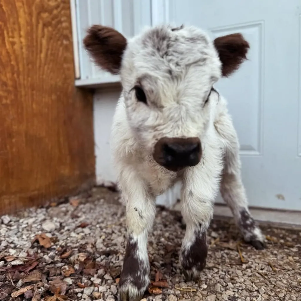 Mini Fluffy Cow for Sale | Healthy Mini Fluffy Highland Cows – Briscoe ...