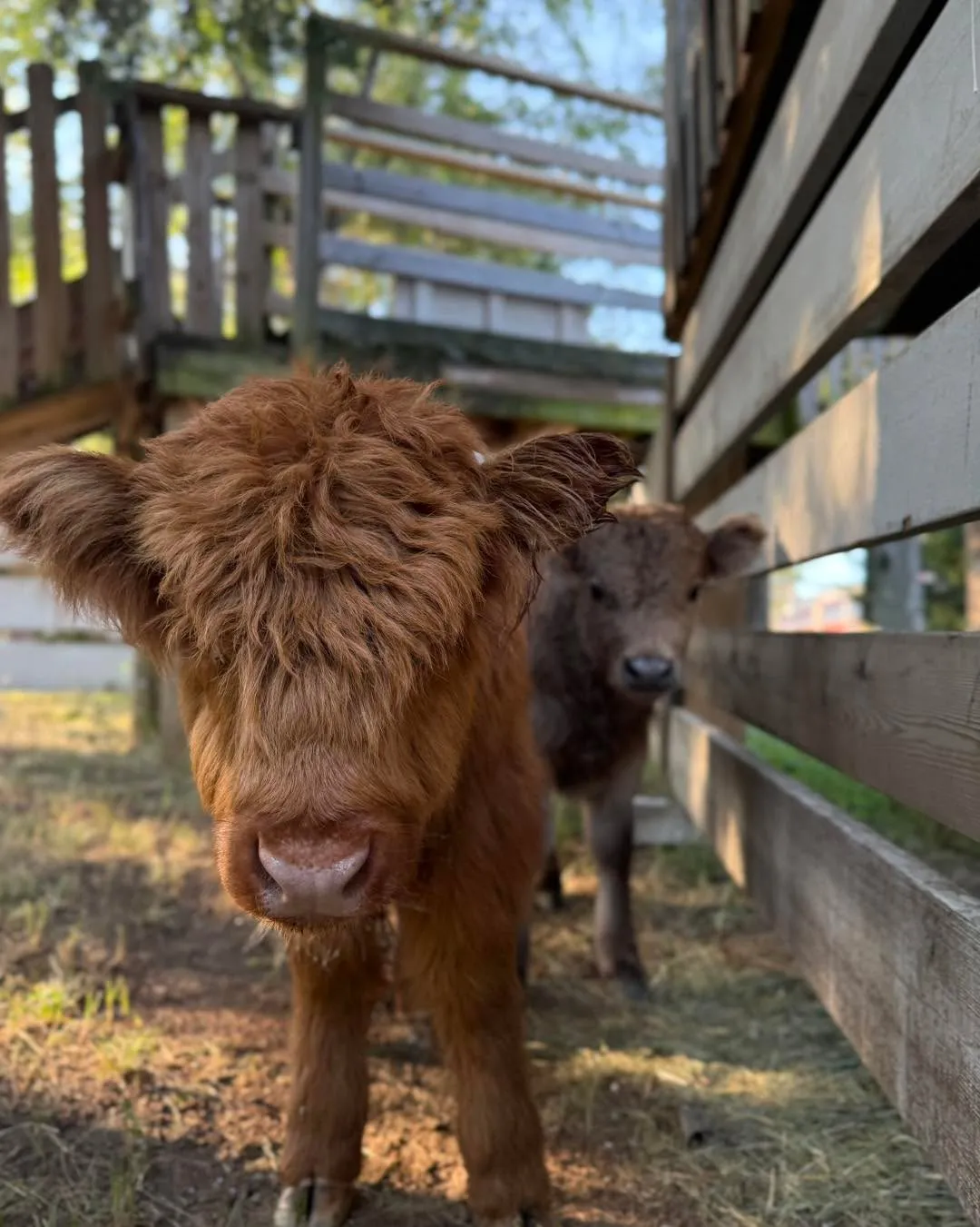 Mini Highland Cows for Sale in Texas Sabinal | Briscoe Ranch Healthy ...