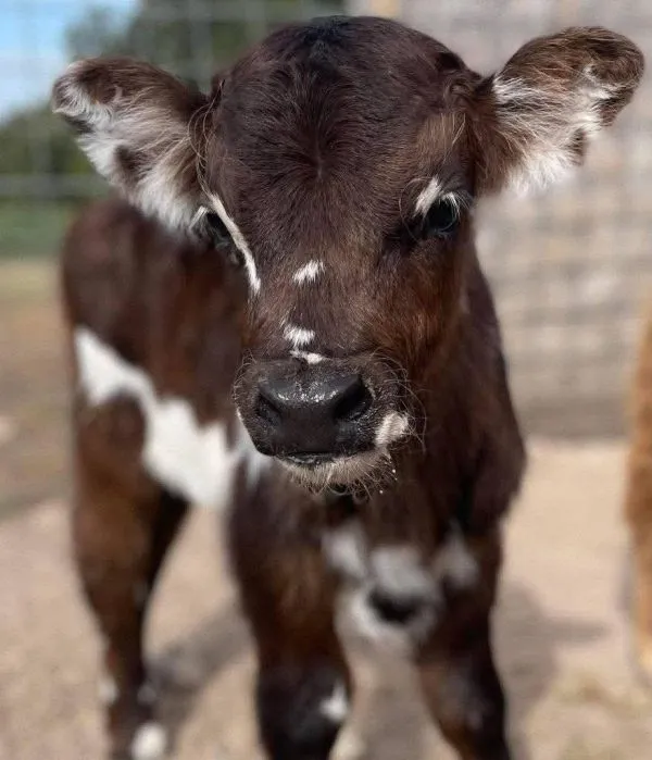 Mini Highland Cow for Sale Shipping Available | Briscoe Ranch One Year ...