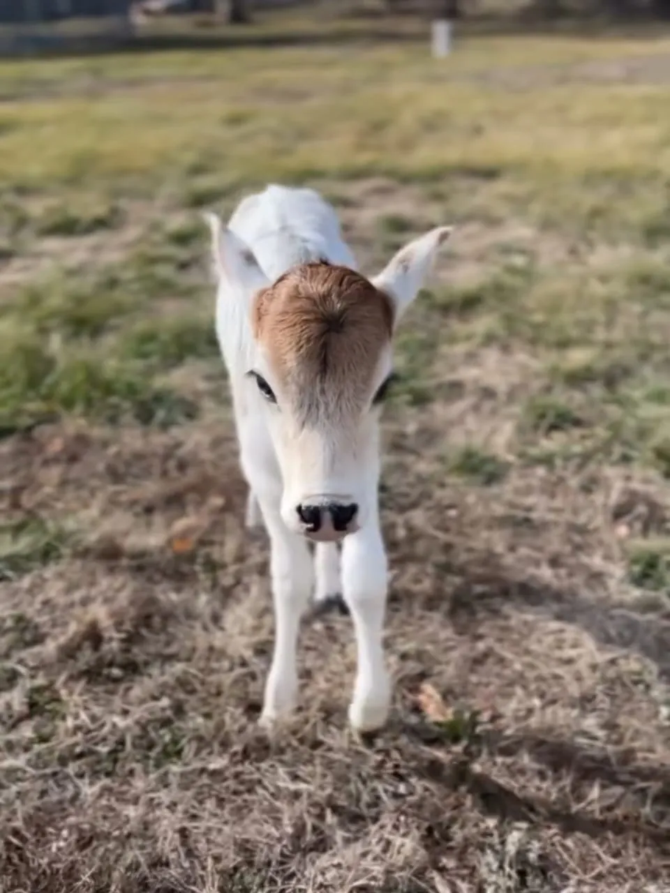 Fredis (Mini Zebu Cow) - Briscoe Ranch Farm Inc