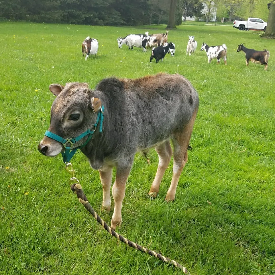 Martin (Mini Zebu Cow) - Briscoe Ranch Farm Inc
