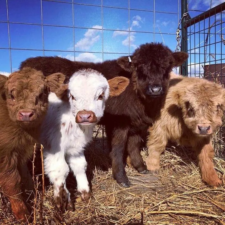 How to Buy Mini Cows Online | Briscoe Ranch Farm