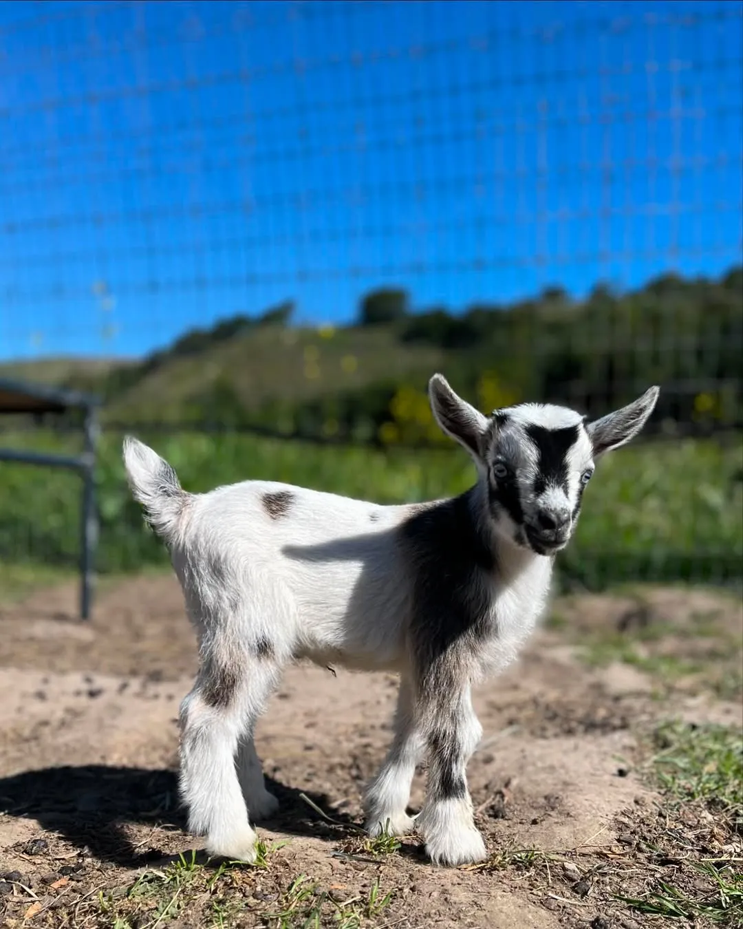 Bella (Nigerian Dwarf Goats) - Briscoe Ranch Farm Inc