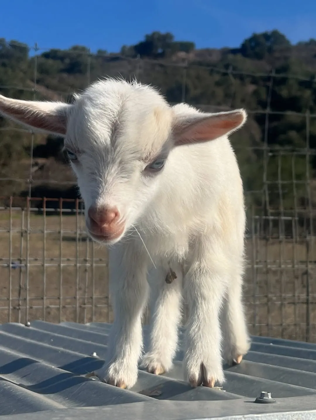 Clover (Nigerian Dwarf Goats) - Briscoe Ranch Farm Inc