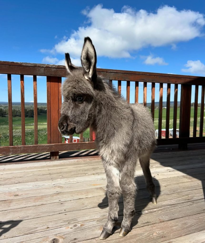 Mini Donkey for Sale Ohio | Baby & Micro Mini Donkeys – Briscoe Ranch Farm