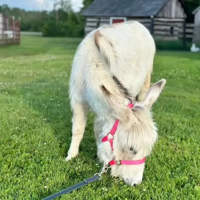 Mini Donkey for Sale Florida | Baby & Micro Mini Donkeys – Briscoe ...