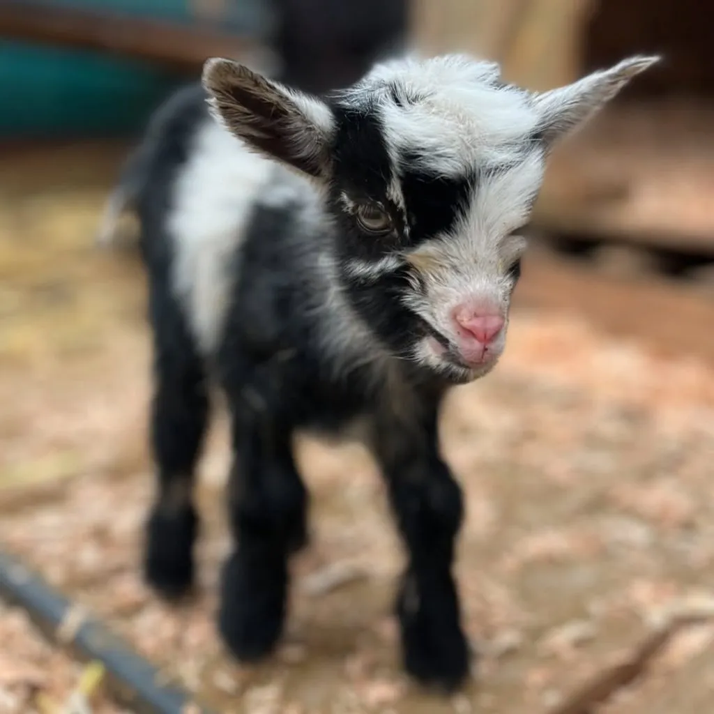 Briscoe Ranch Shop Page | Mini Cattle, Mini Donkeys, Mini Goats for Sale