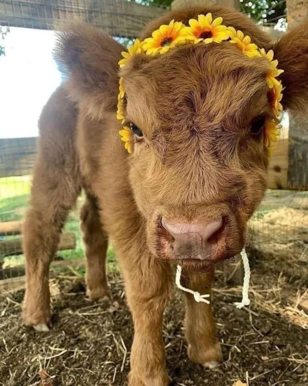Mini Cows for Sale | Mini Highland & Micro Mini Cattle – Briscoe Ranch Farm
