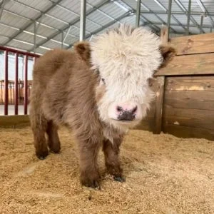 mini fluffy cows called