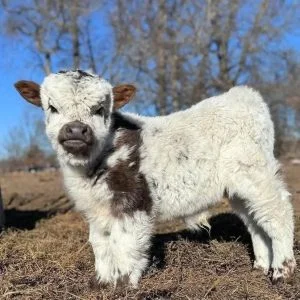 mini fluffy cows called